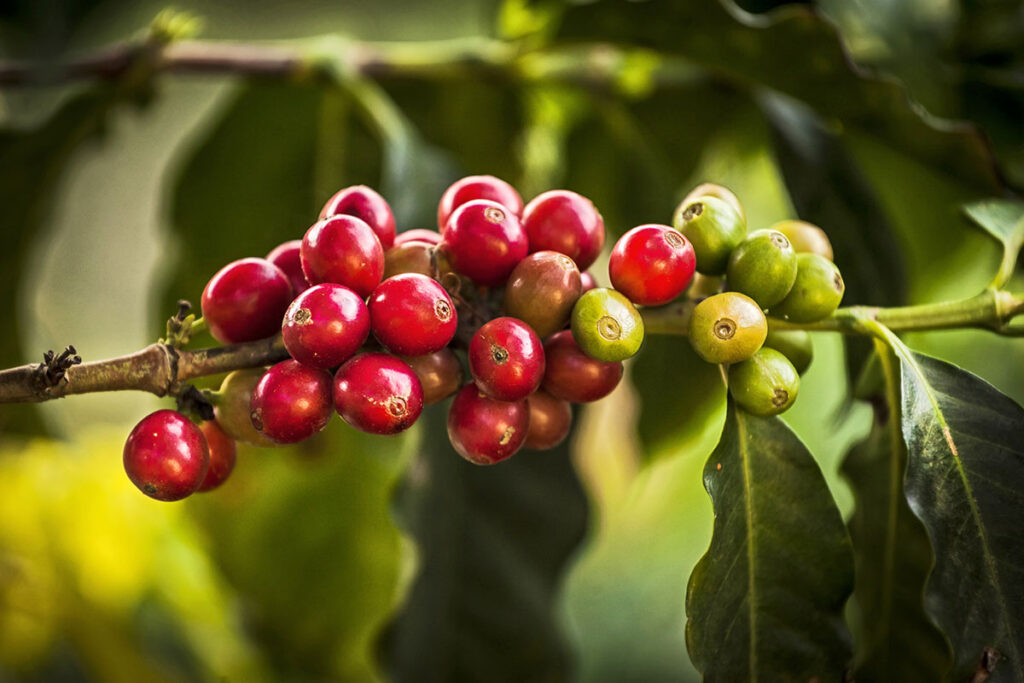 El ciclo de la cosecha de café: todo lo que necesitas saber | LATAZADECAFE