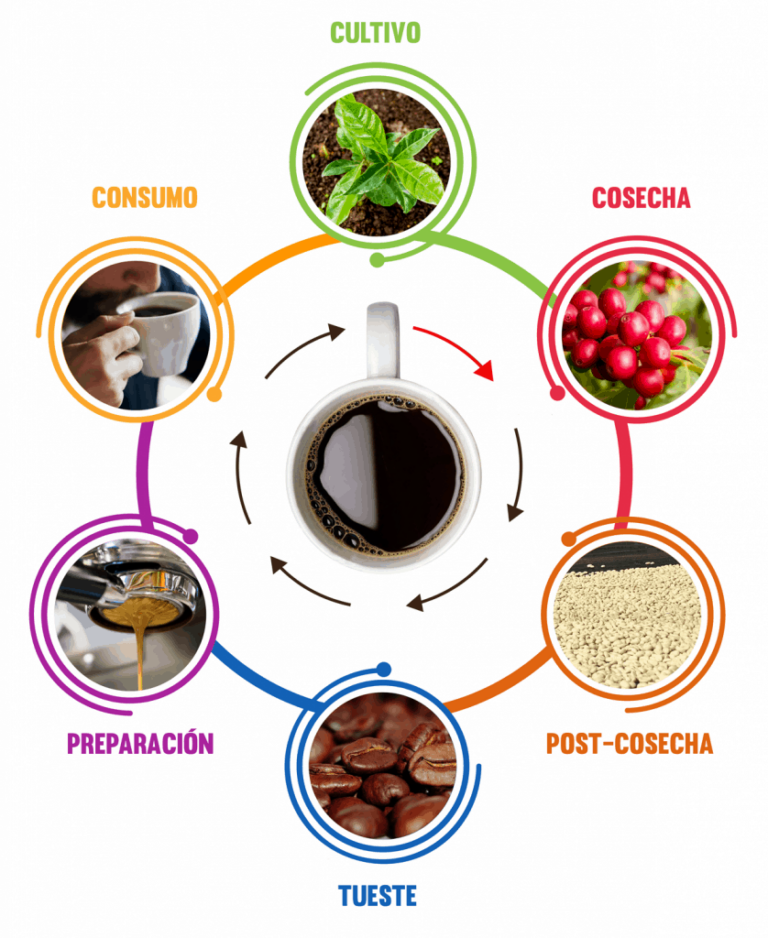 El proceso de cosecha del café: todo lo que necesitas saber | LATAZADECAFE