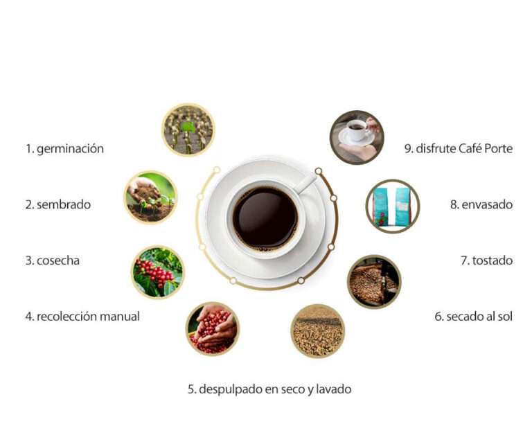 El proceso de producción del café: todo lo que debes saber | LATAZADECAFE