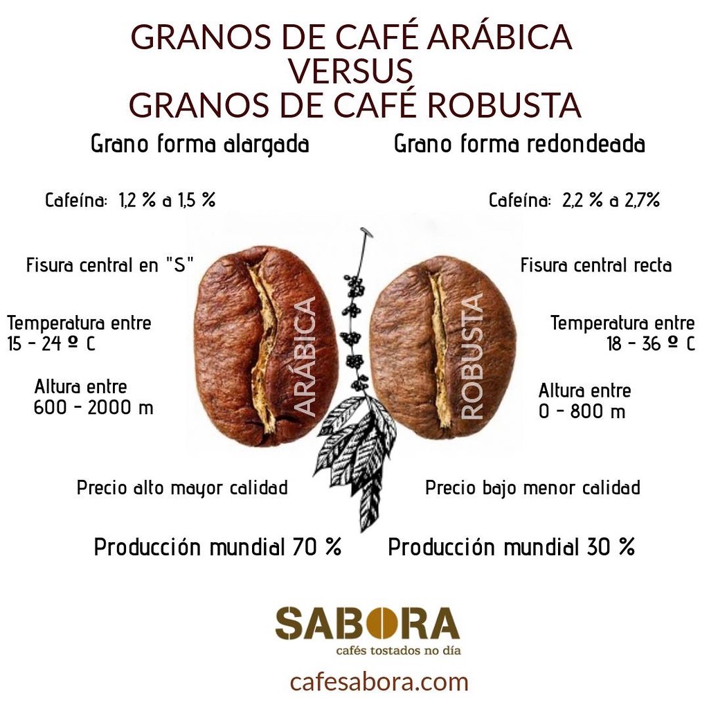 El significado de arábica en el café: todo lo que debes saber ...