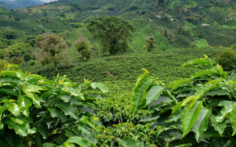 Explorando las alturas perfectas para cultivar el café | LATAZADECAFE
