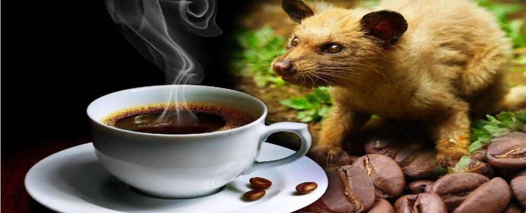 Los secretos detrás del café de origen animal | LATAZADECAFE