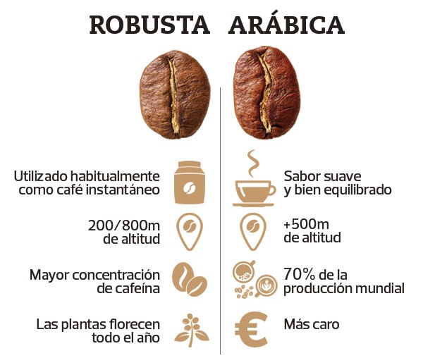 Todo lo que debes saber sobre el café robusto | LATAZADECAFE